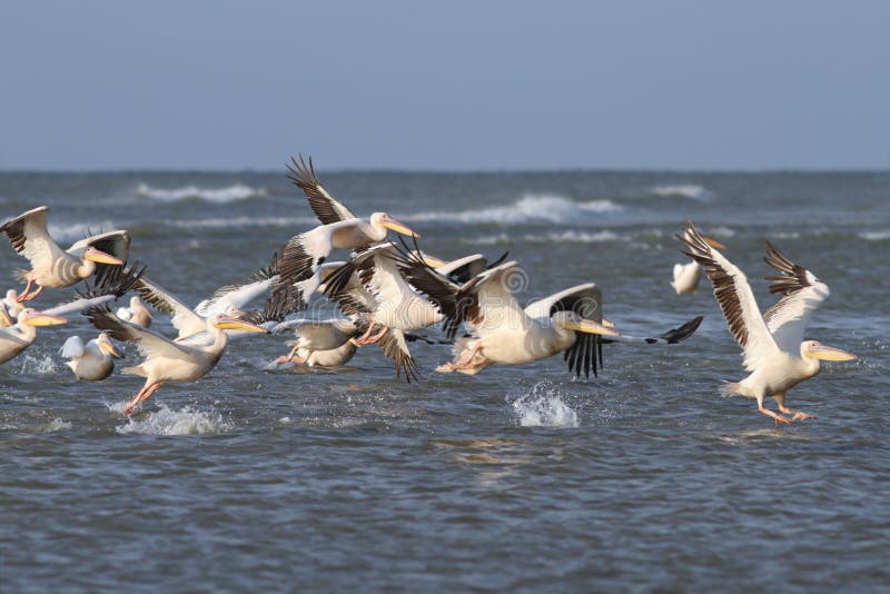 Flock of Great Pelicans Taking Flight Stock Image - Image of action ...
