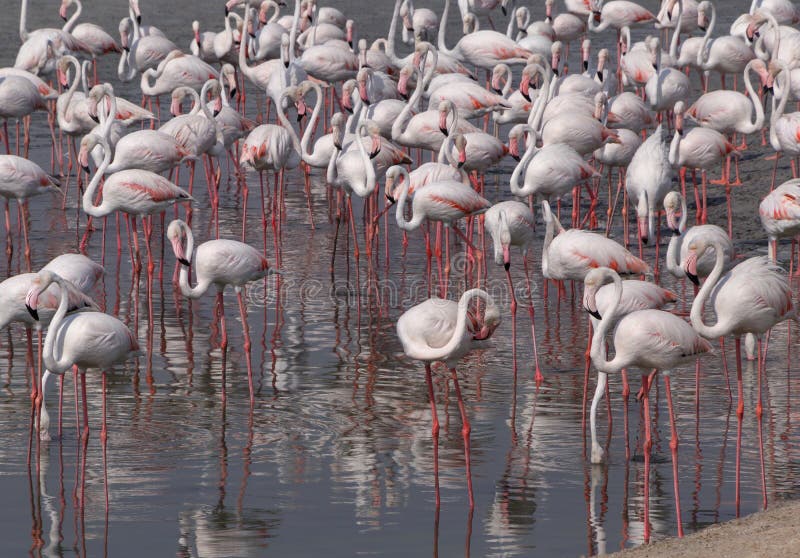 Flock of Greater Flamingo stock photo. Image of nature - 72093378