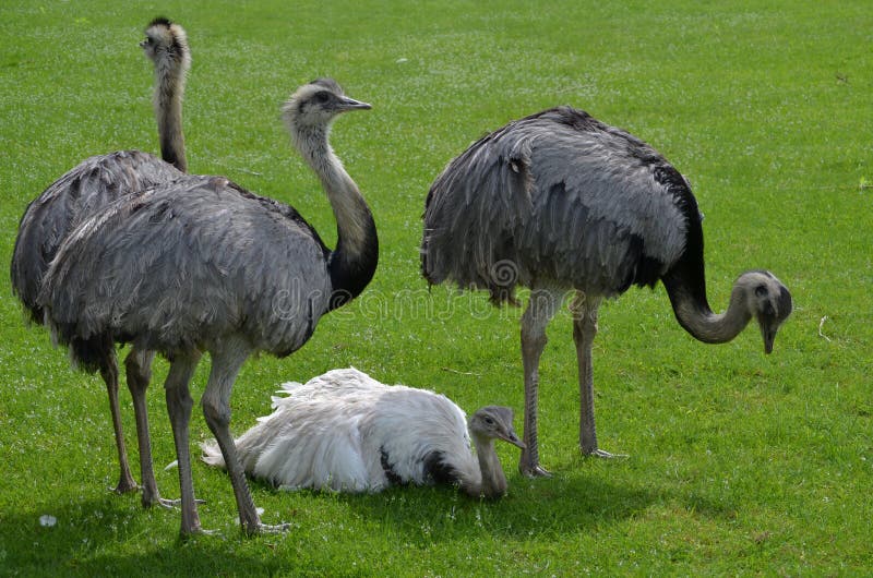 Flock of the Greater Rhea (Rhea Americana) Stock Photo - Image of ...
