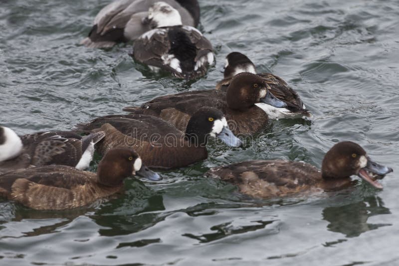 A Flock of Greater Scaup, Aythya Marila Stock Image - Image of beak ...