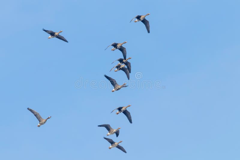 Flock of Greater White Fronted Geese Flying, Blue Sky Stock Photo ...