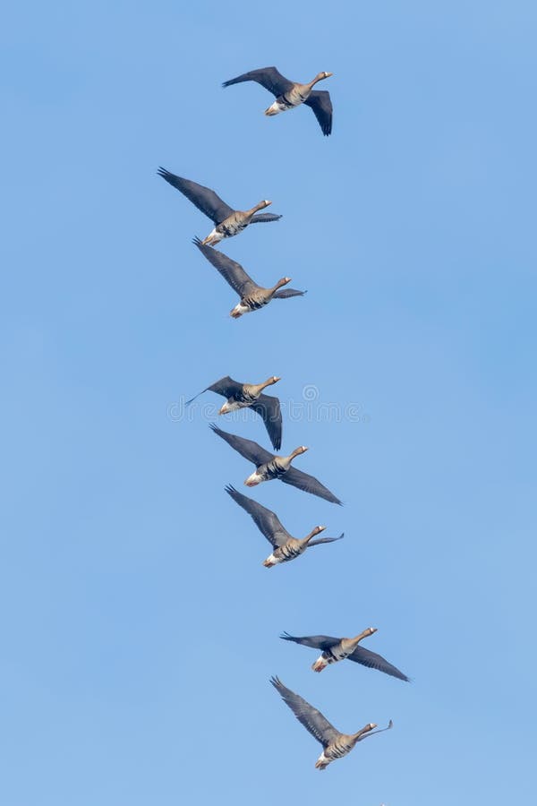 Flock of Greater White Fronted Geese Flying in V Formation, Blue Sky ...