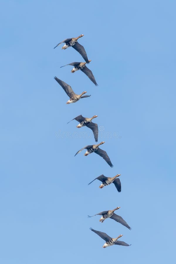 Flock of Greater White Fronted Geese Flying, Blue Sky Stock Photo ...
