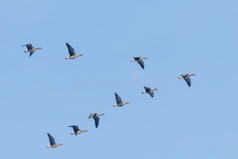 Flock of Greater White Fronted Geese Flying in V Formation, Blue Sky ...