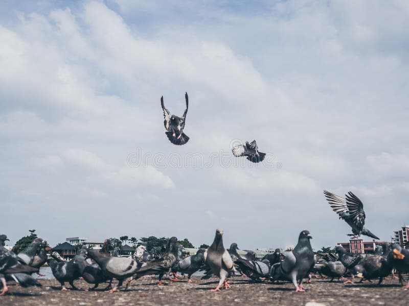Flock of grey dove. stock photo. Image of freedom, wildlife - 85997748