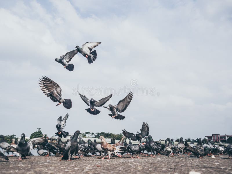 Flock of grey dove. stock photo. Image of pigeon, environment - 86285746