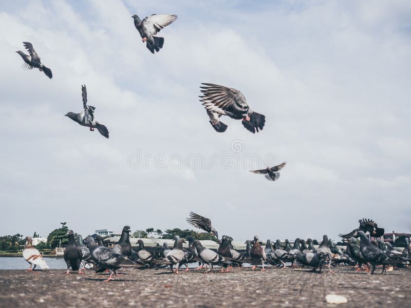 Flock of grey dove. stock image. Image of feather, urban - 87610207