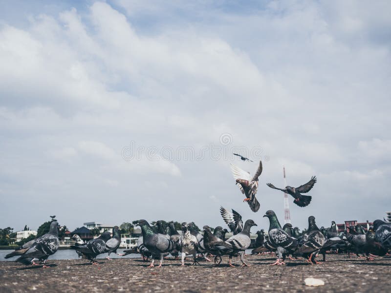 Flock of grey dove. stock image. Image of thailand, asia - 88776887