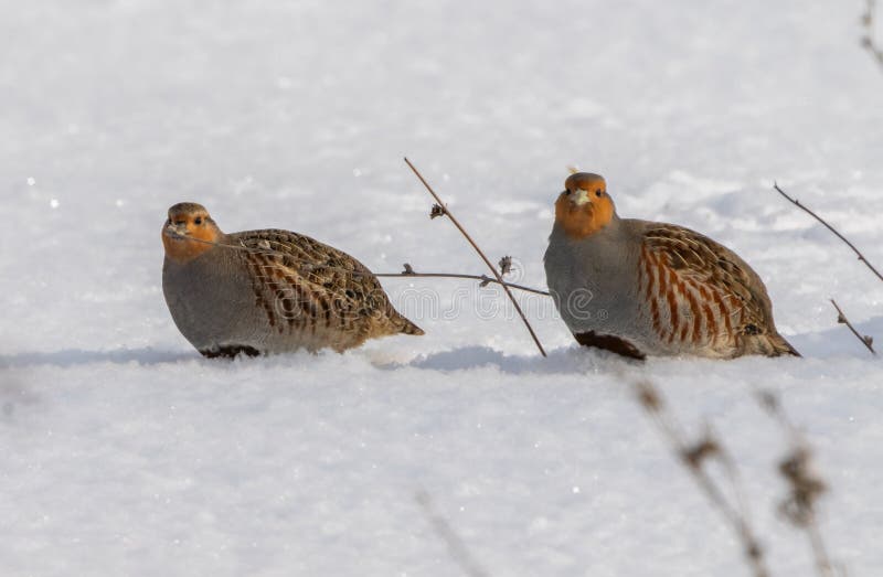 A Flock of Grey Partridge is Looking for Food in the Deep Snow Close-up ...