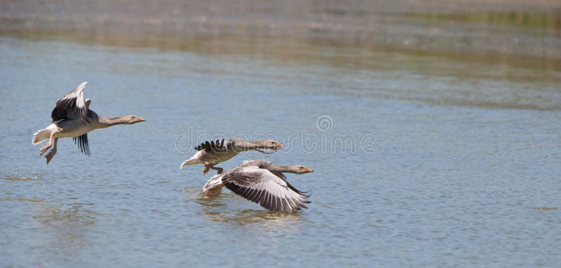 A Flock of Greylag Geese Taking Off Stock Image - Image of delta ...