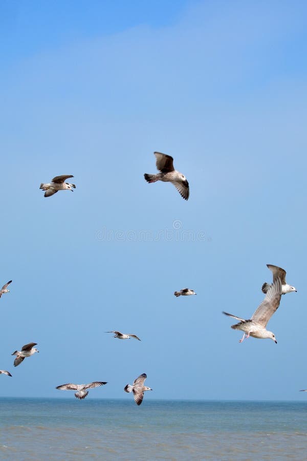 Flock of Gulls on the Beach Stock Photo - Image of wings, gull: 179209142