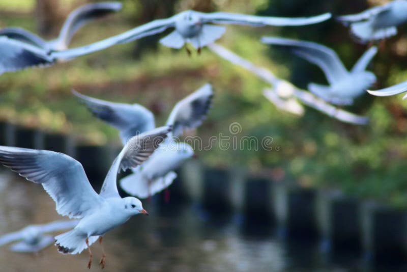 A Flock of Gulls Flying Over a Lake Stock Photo - Image of ...