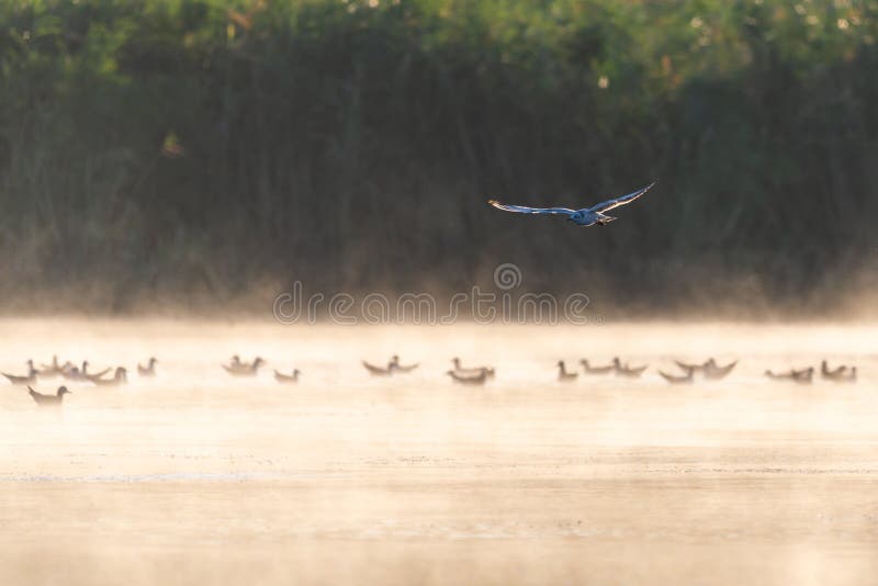 Flock of Gulls in Misty Morning Stock Image - Image of gull, morning ...