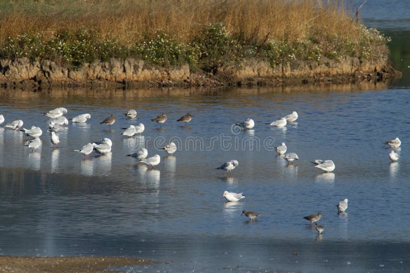 A Flock of Gulls Standing in Shallow Water Stock Photo - Image of duck ...