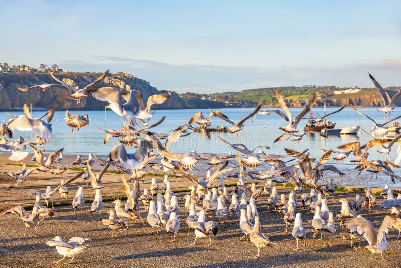 Flock of Gulls Take Off on a Pier by the Sea Stock Photo - Image of ...