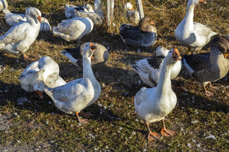 Flock of Domestic Geese Resting and Grazing in the Field Stock Photo ...
