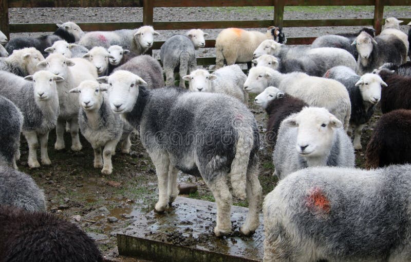 Flock or Herd of Herdwick Sheep in Sheep Pen Stock Image - Image of ...