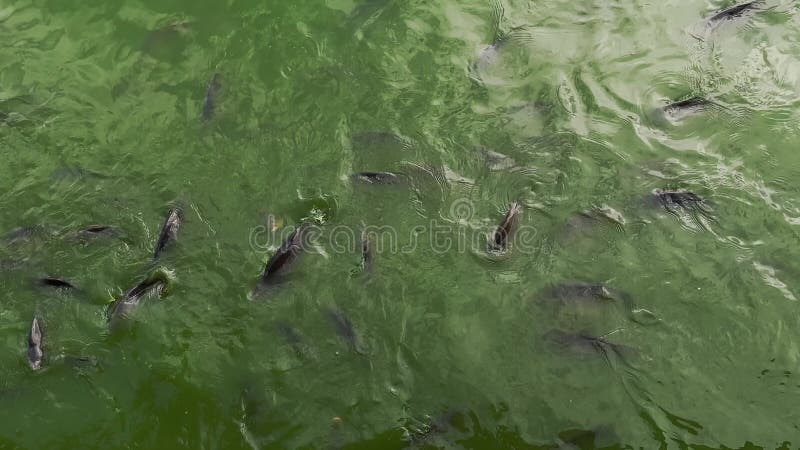 A Flock of Huge Fish Swim in a Pile in the Lake Stock Footage - Video ...