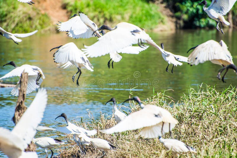 Flock of ibis stock photo. Image of white, water, australian - 54569904