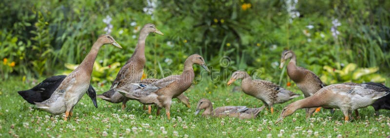 Indian Runner Ducks in the Garden Stock Photo - Image of help ...