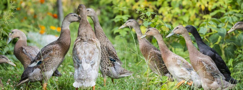 Indian Runner Ducks in the Garden Stock Photo - Image of farming ...