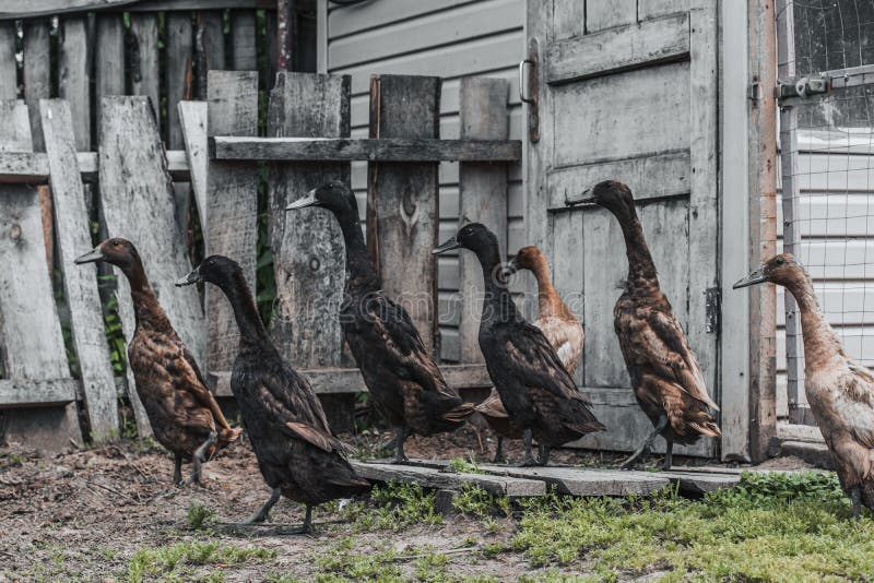Flock of Indian Runner Ducks Summer Farm Outdoors Stock Image - Image ...