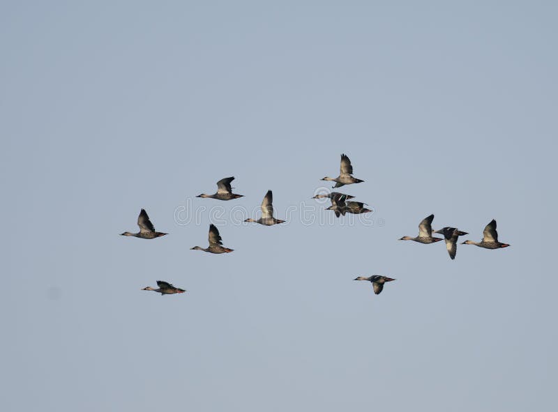 Flock of Indian Spot Billed Duck Flying Stock Image - Image of national ...
