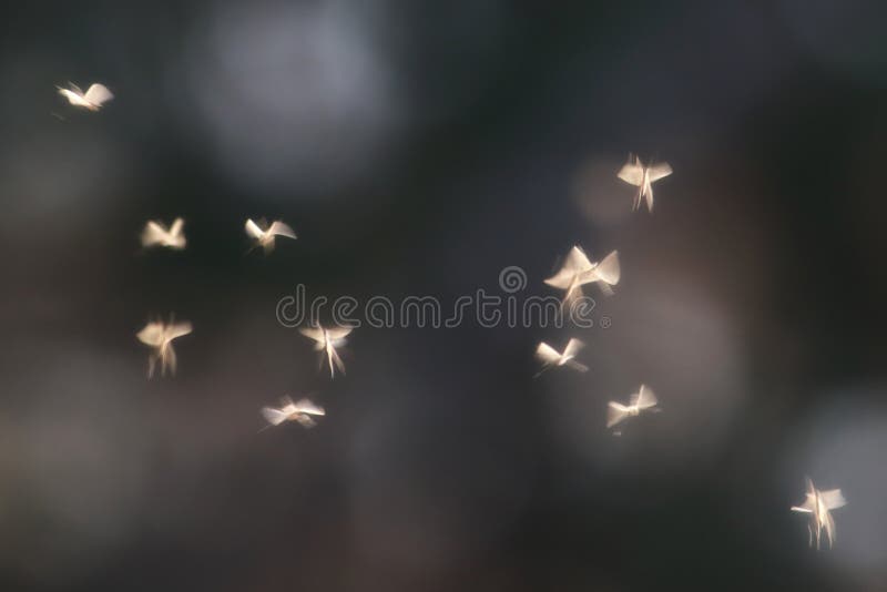 Flock of Ephemeras Insects Dancing in Light Stock Image - Image of ...
