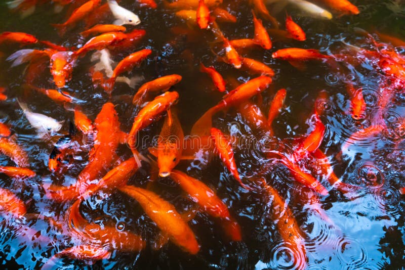A Flock of Japanese Red Carps in the Pond. Fish for Interior Decoration ...