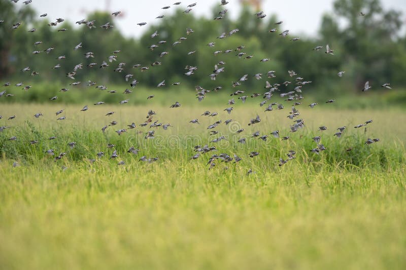 Flock of Java Sparrow Flying Stock Image - Image of beautiful, feather ...
