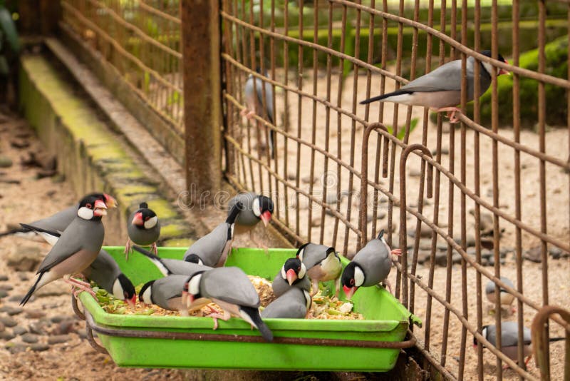 A Flock of Java Sparrows or Padda Stock Image - Image of java, plant ...