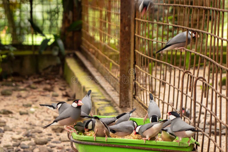 A Flock of Java Sparrows or Padda Stock Photo - Image of garden ...