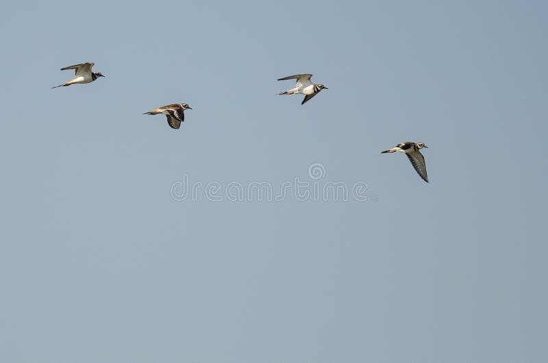 Killdeer Flying in a Blue Sky Stock Image - Image of north, flight ...