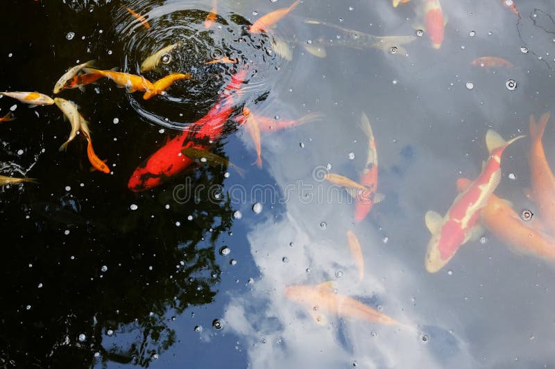 Flock of Koi Fish in Natural Pond Stock Image - Image of fishes ...