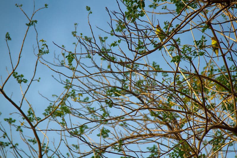 A Flock of Kramer Parrots Feeds Stock Photo - Image of myiopsitta, nose ...