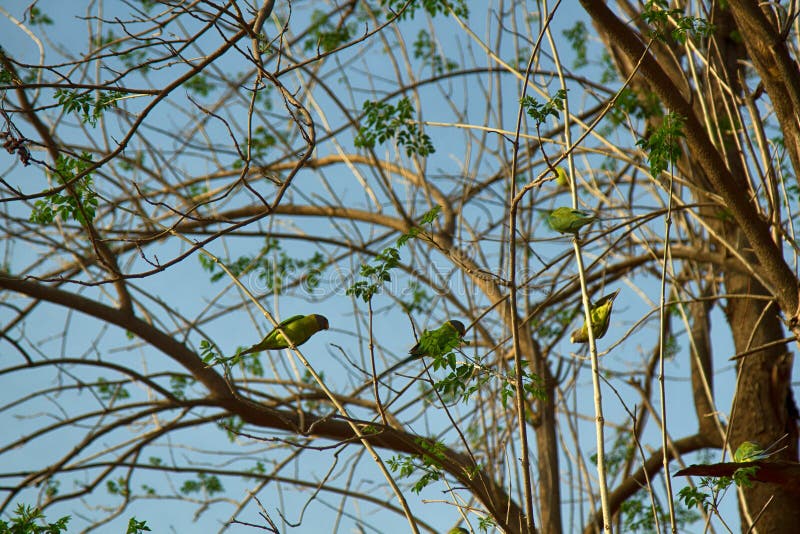 A Flock of Kramer Parrots Feeds Stock Image - Image of cobble, fowl ...