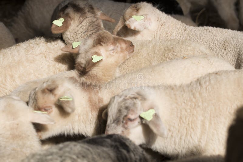 Flock of lambs stock photo. Image of breed, herding, crowd - 68688316