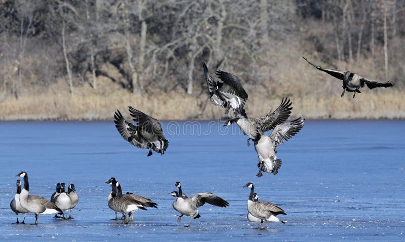 Flock of landing geese stock photo. Image of wildlife - 35651330