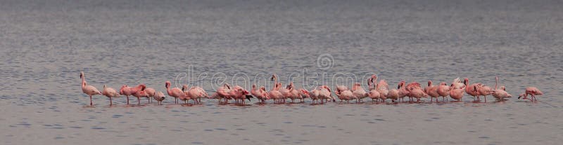 Lesser Flamingos stock photo. Image of lake, africa, nakuru - 3137666