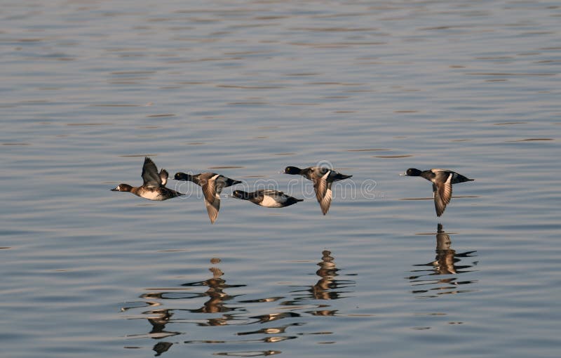 Flock of Lesser Scaups / Ducks Stock Photo - Image of ducks, river ...