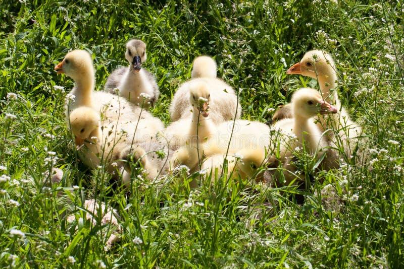 A Flock of Little Geese Grazing in Green Grass Stock Image - Image of ...