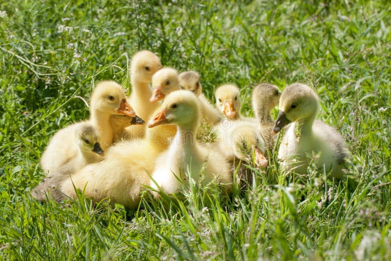 A Flock of Little Geese Grazing in Green Grass Stock Photo - Image of ...