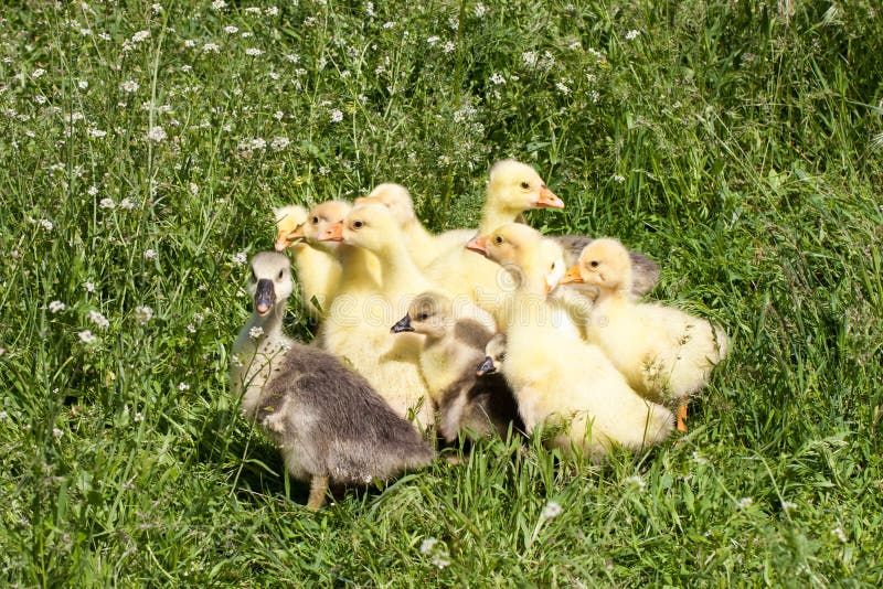 A Flock of Little Geese Grazing in Green Grass Stock Image - Image of ...