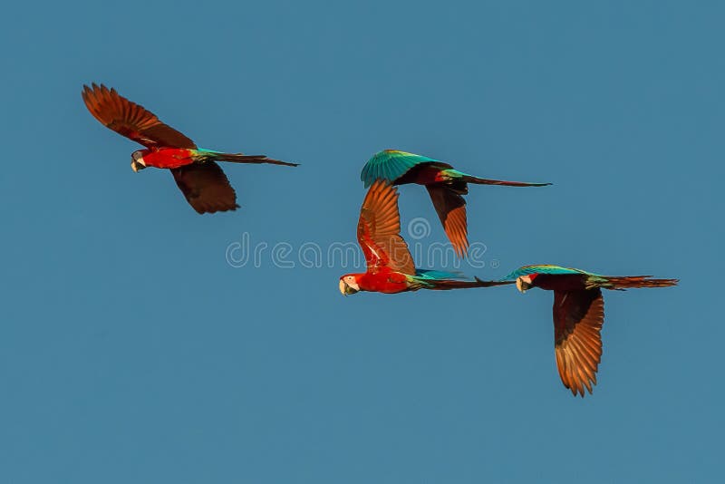 Flock of Macaws Flying in the Peruvian Amazon Jungle at Madre De Stock ...