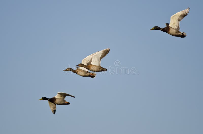 Flock of Mallard Ducks Flying in a Blue Sky Stock Photo - Image of duck ...