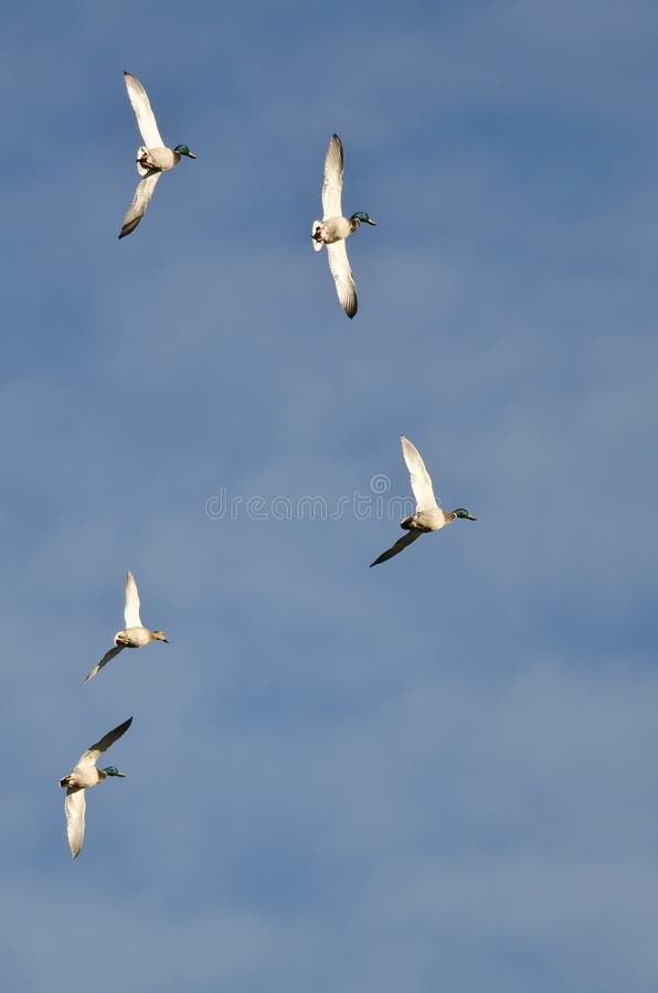 Flock of Mallard Ducks Flying in a Blue Sky Stock Photo - Image of ...