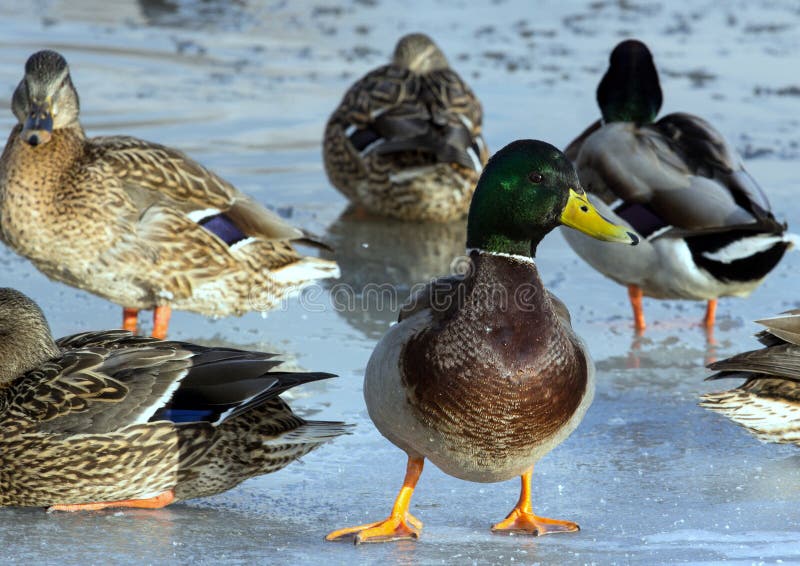 Flock of the Mallards on the Pond Ice. Birds on the Pond in Winter ...