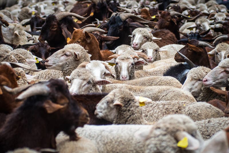 A Flock of Many Sheep and Goats Stock Image - Image of large, flock ...