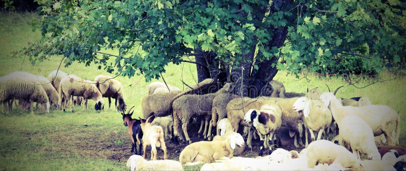 Flock with Many Sheep Grazing Under the Great Tree in the Mounta Stock ...