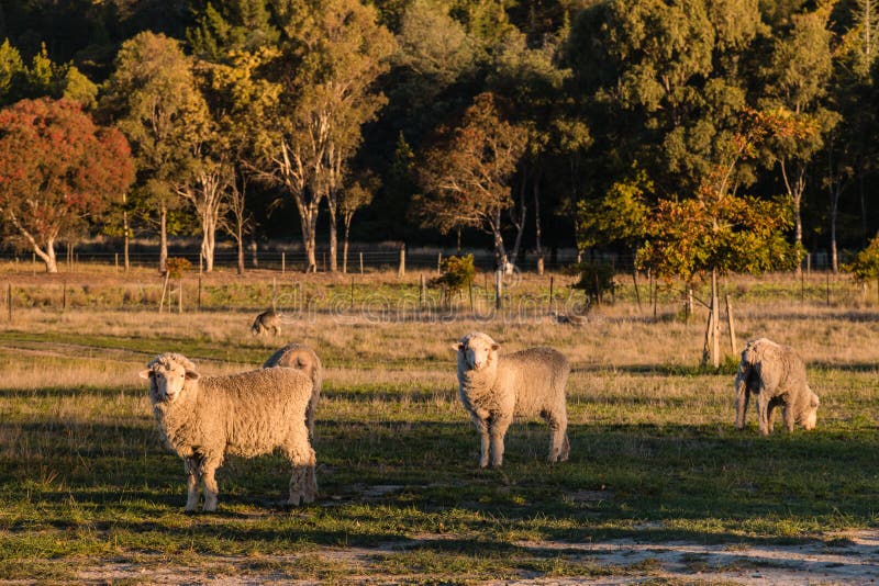 Sheep in paddock. stock photo. Image of farming, animals - 3856464